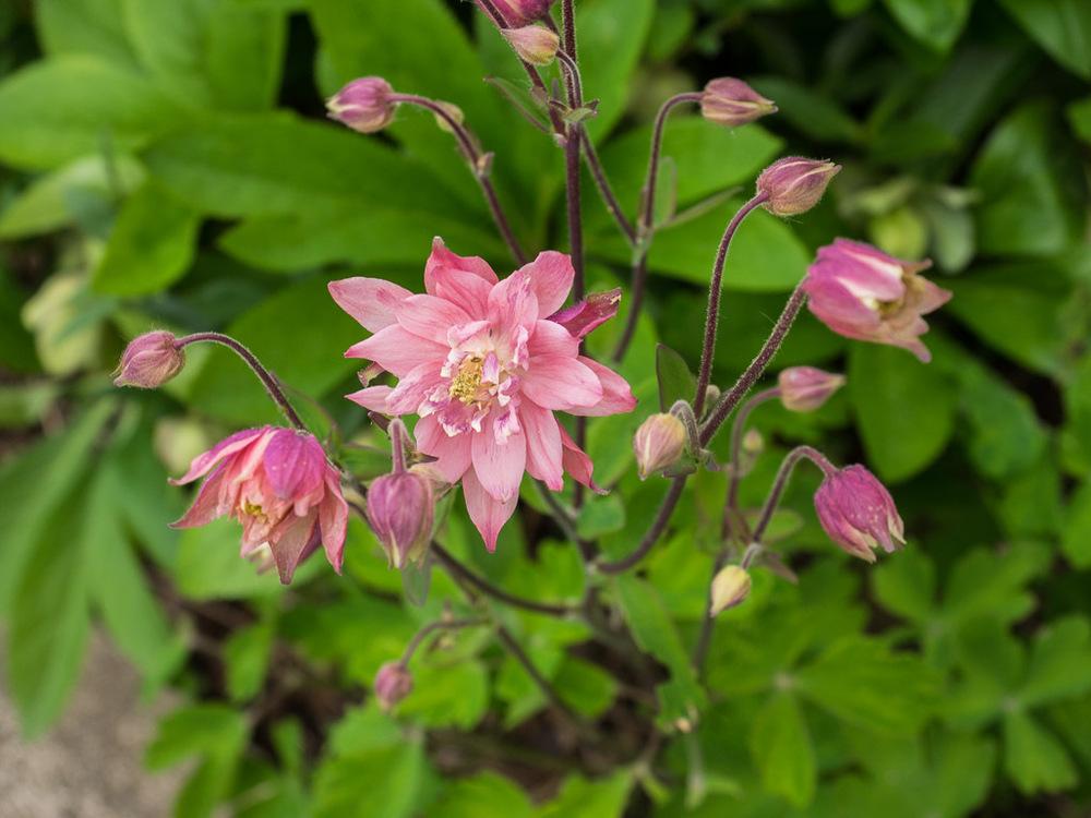 Columbines: Plant Care and Collection of Varieties - Garden.org
