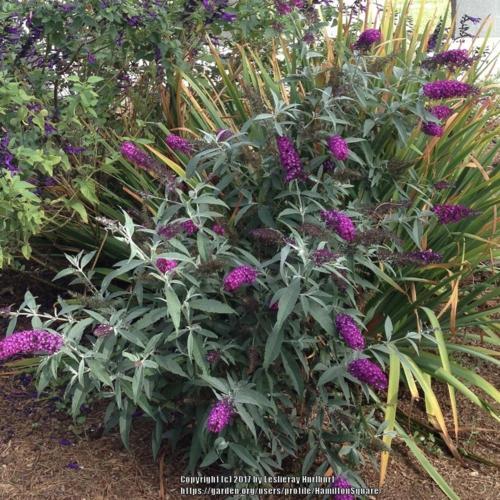 Butterfly Bush (Buddleja Humdinger™ Magenta Munchkin) in the Butterfly ...