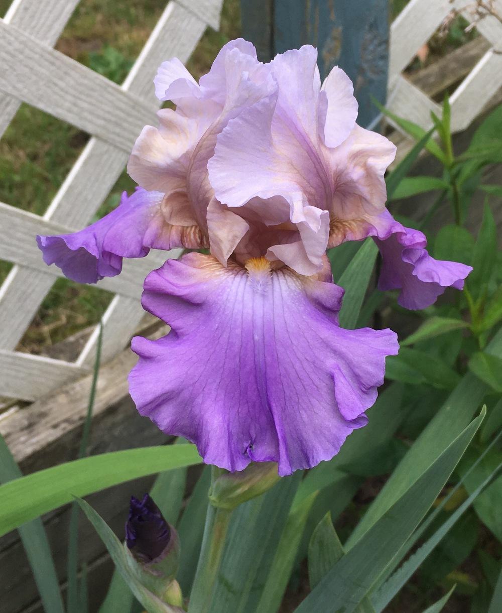 Photo of the bloom of Tall Bearded Iris (Iris 'Mother Earth') posted by ...