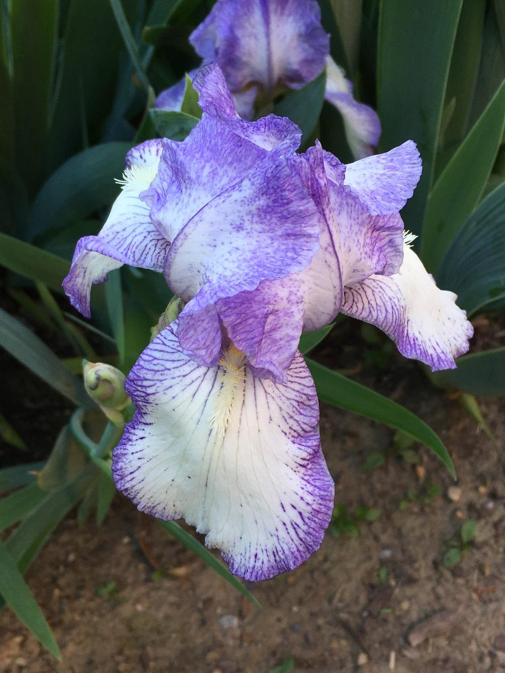 Photo of the bloom of Tall Bearded Iris (Iris 'Queen Dorothy') posted ...