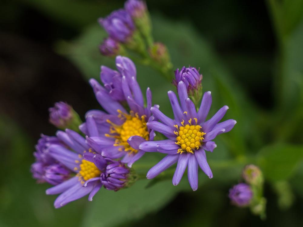 Photo of the bloom of Tatarian Aster (Aster tataricus 'Jindai') posted ...