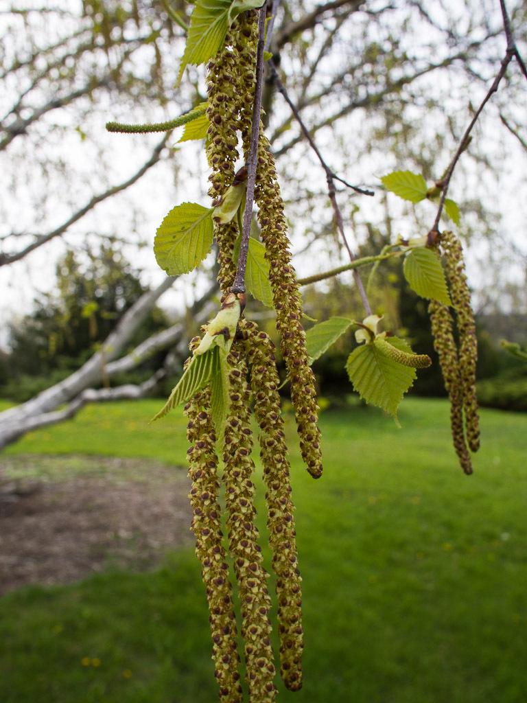 Photo of the seed pods or heads of Paper Birch (Betula papyrifera ...