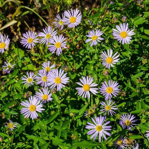 False Aster (Boltonia asteroides var. latisquama 'Nana') - Garden.org