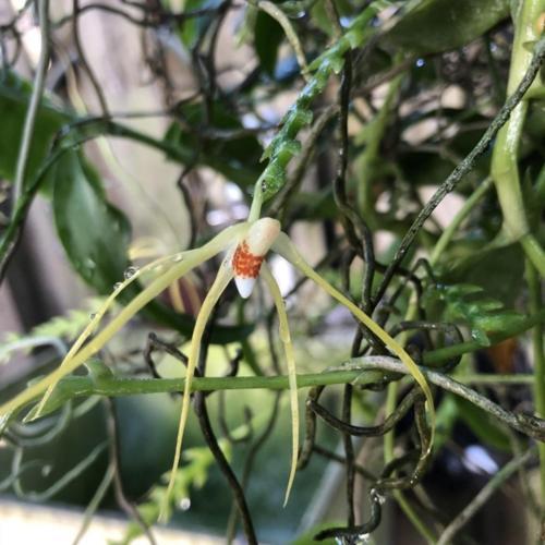 Orchid (Thrixspermum centipeda) - Garden.org