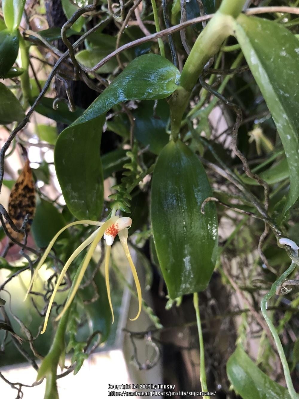Photo of the bloom of Orchid (Thrixspermum centipeda) posted by ...