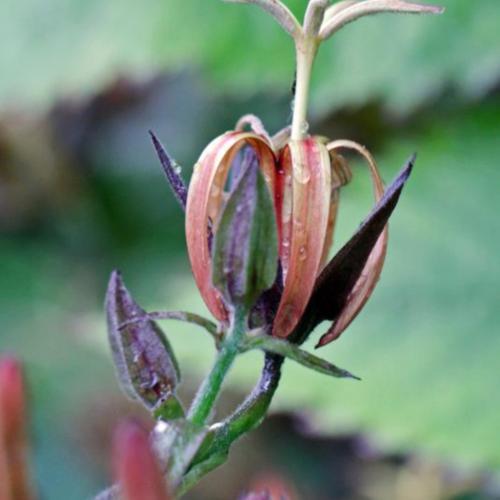 Musschia (Musschia wollastonii) - Garden.org