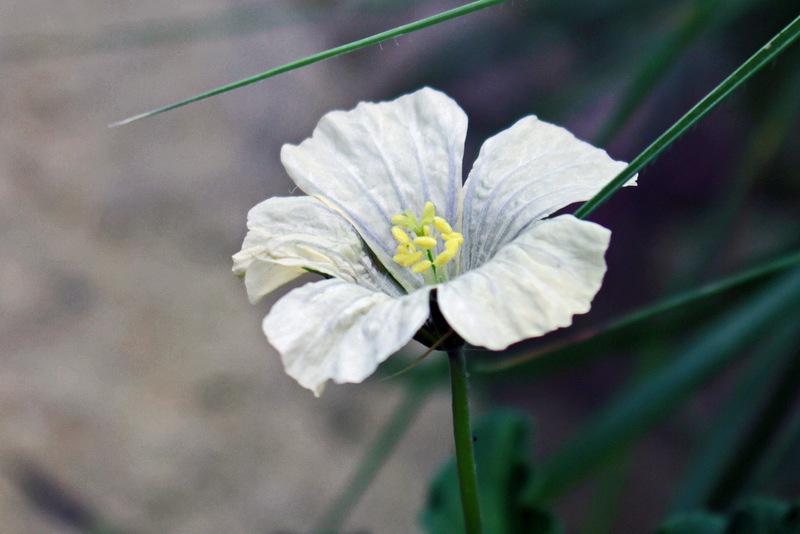 Monsonia speciosa - Garden.org