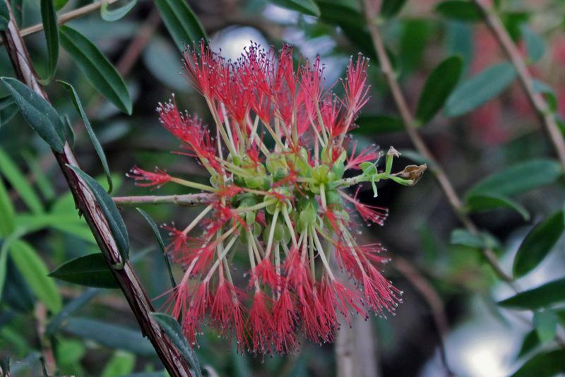 Hillock Bush (Melaleuca hypericifolia) in the Melaleucas Database ...