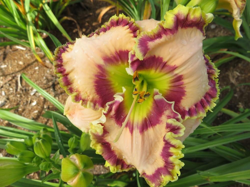 Daylily (Hemerocallis 'Edge of Adventure') in the Daylilies Database ...