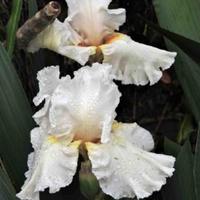 Tall Bearded Iris (Iris 'Bride's Blush') in the Irises Database ...