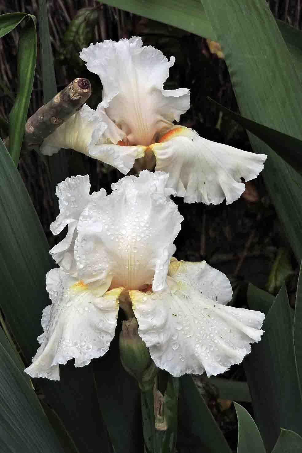 Photo of the bloom of Tall Bearded Iris (Iris 'Bride's Blush') posted ...