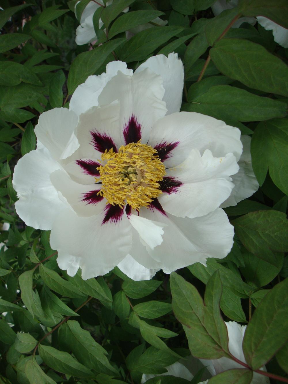 Peonies: Plant Care and Collection of Varieties - Garden.org