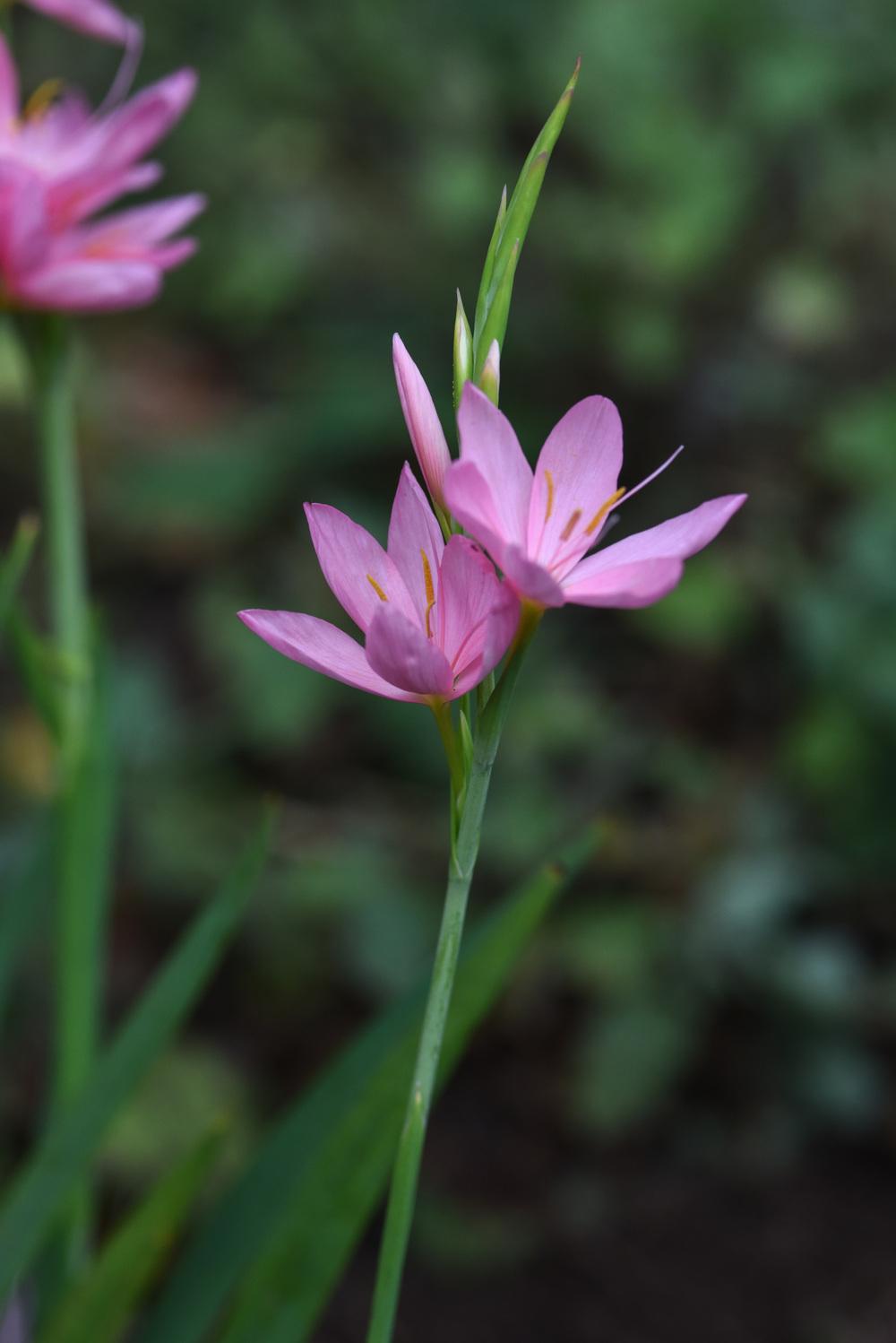 Cape Lily (Hesperantha coccinea) - Garden.org