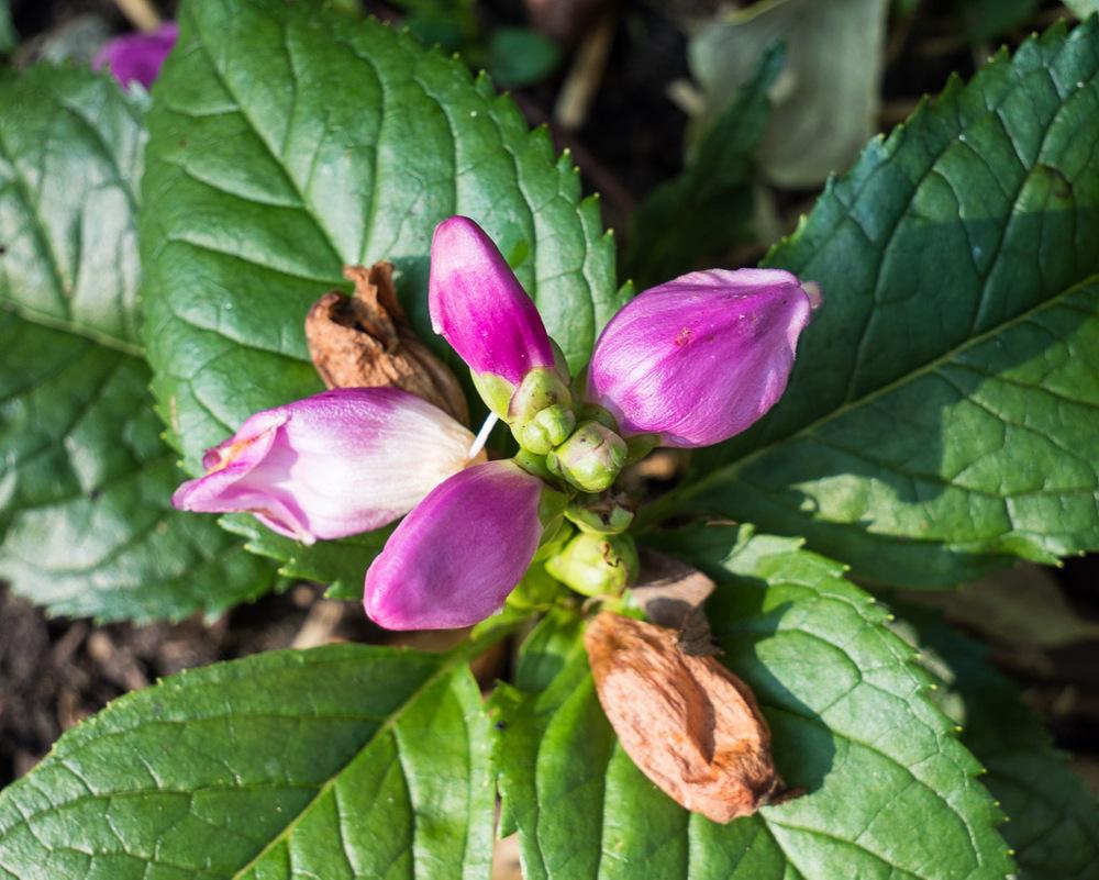 Photo of the bloom of Pink Turtlehead (Chelone lyonii 'Hot Lips ...