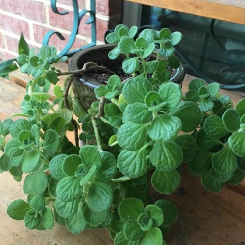 Vicks Plant (Plectranthus hadiensis) - Garden.org