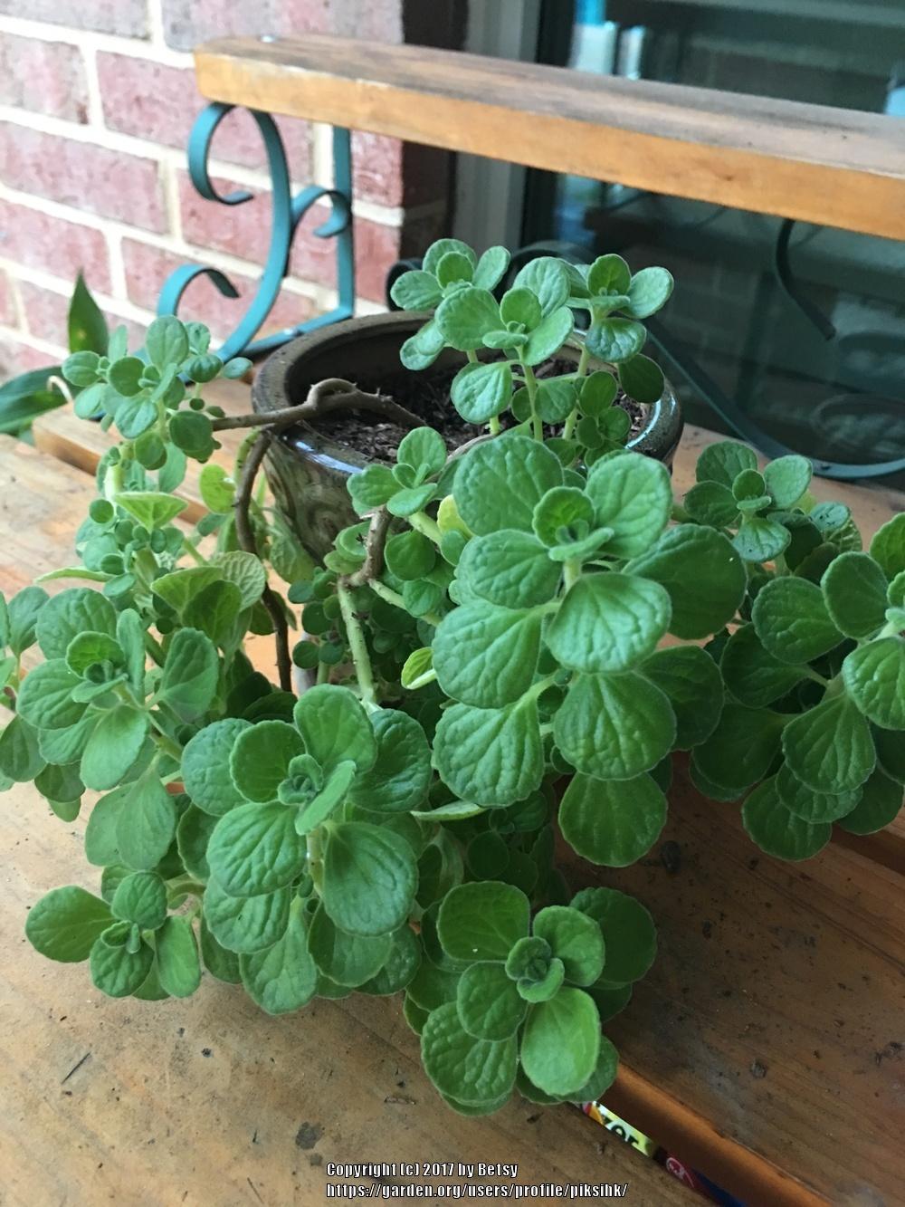 Vicks Plant (Plectranthus hadiensis) - Garden.org