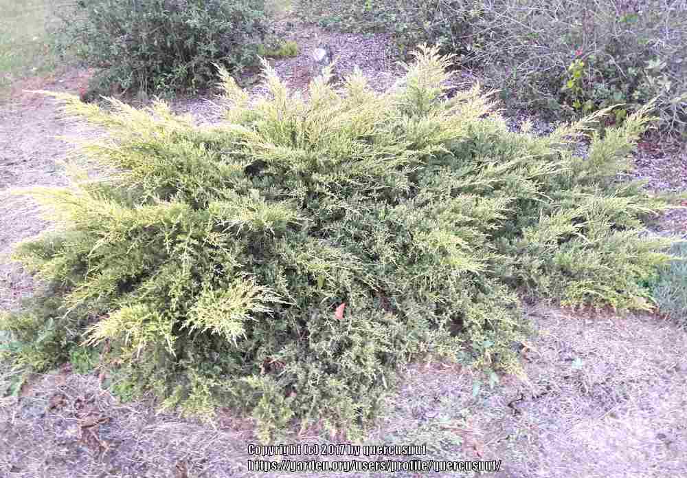 Photo of the entire plant of Pfitzer's Juniper (Juniperus x pfitzeriana ...
