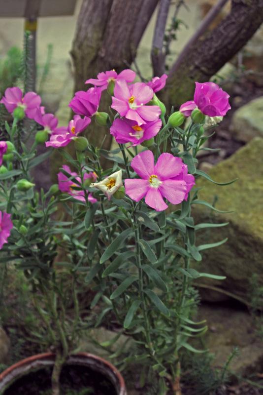 Sea Rose (Orphium frutescens) - Garden.org