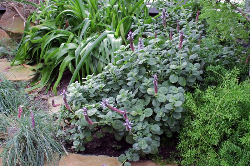 Blue Coleus (Coleus neochilus) - Garden.org