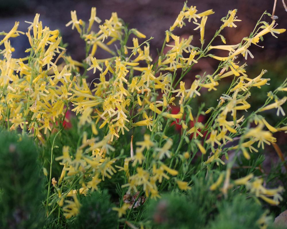 Penstemons: Plant Care and Collection of Varieties - Garden.org