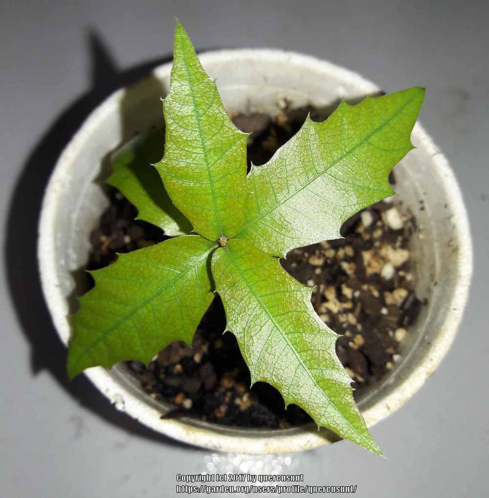 Black Oak (Quercus emoryi) - Garden.org