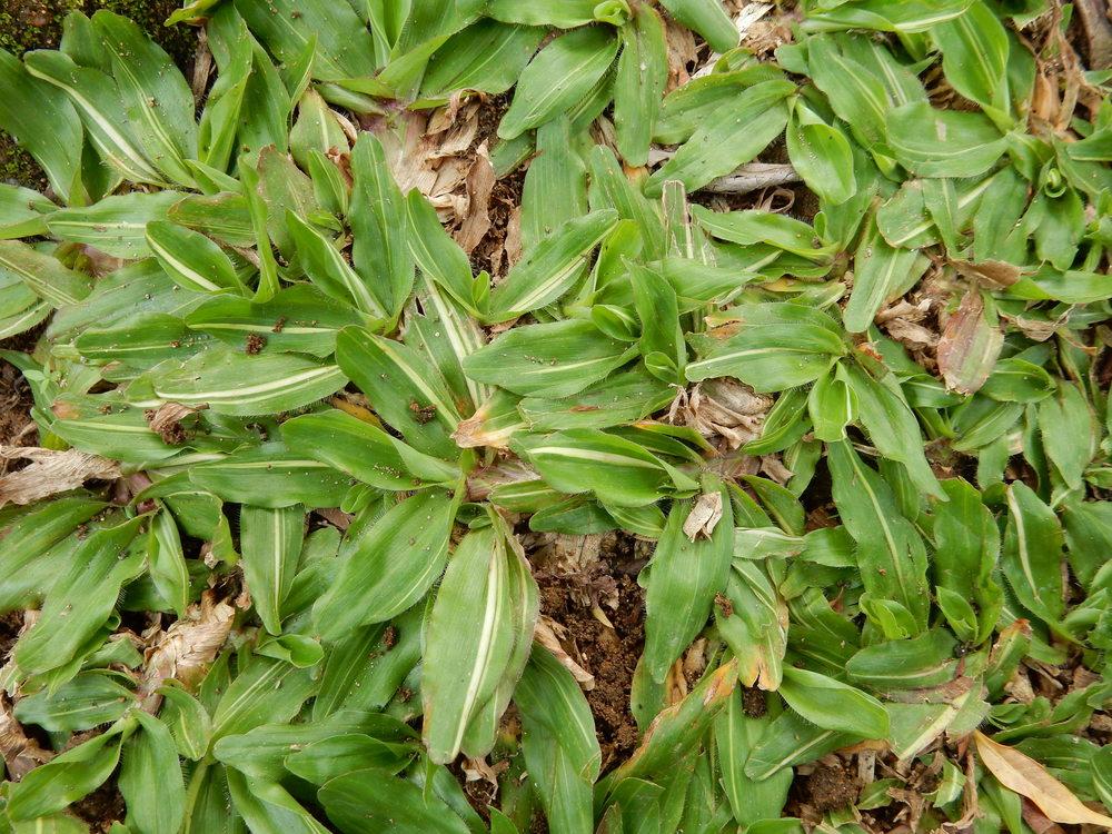 Axonopus Compressus Dwarf