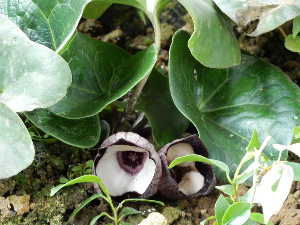 Photo of the bloom of Panda Face Ginger (Asarum maximum) posted by ...
