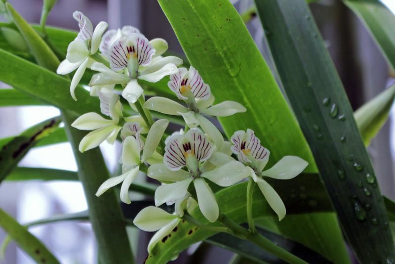 Candelaria Blanca (Prosthechea radiata) - Garden.org