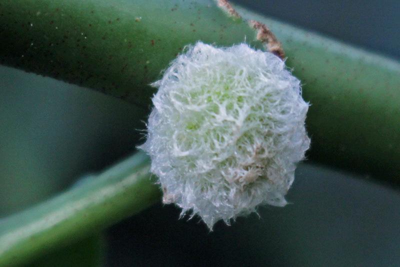 Procris frutescens - Garden.org