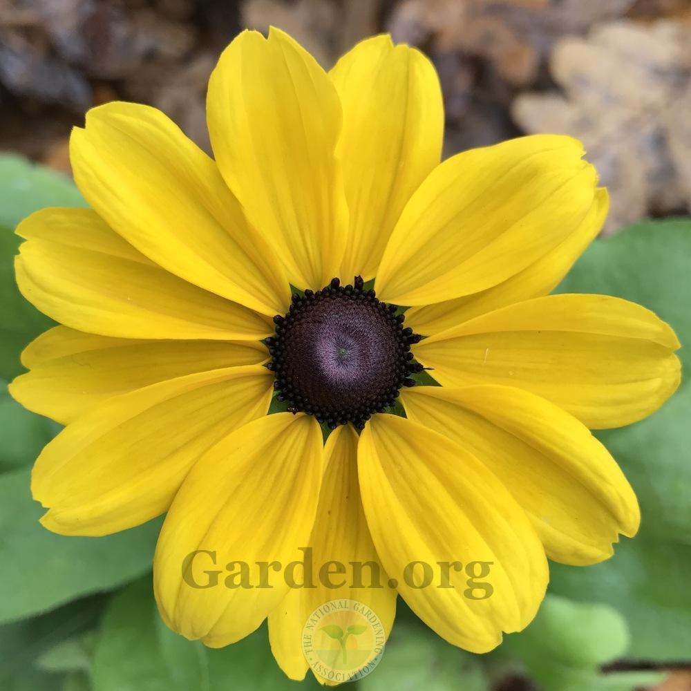 Gloriosa Daisy (Rudbeckia hirta Toto® Lemon) in the Black Eyed Susans ...