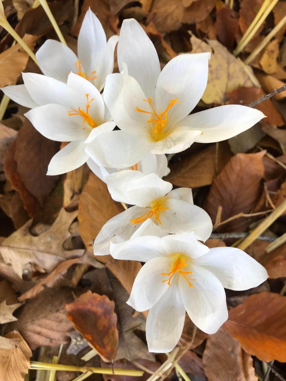Crocus: Plant Care and Collection of Varieties - Garden.org