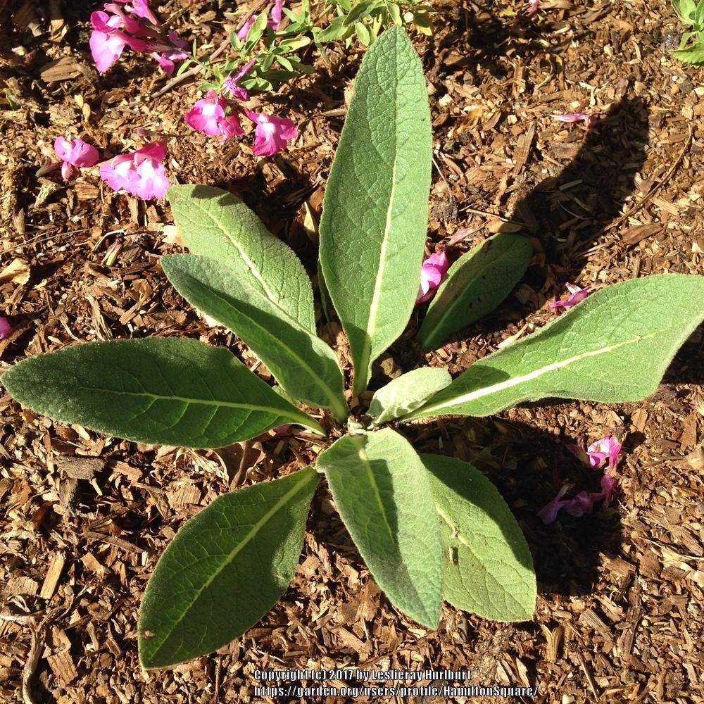 Olympic Mullein (Verbascum olympicum) - Garden.org