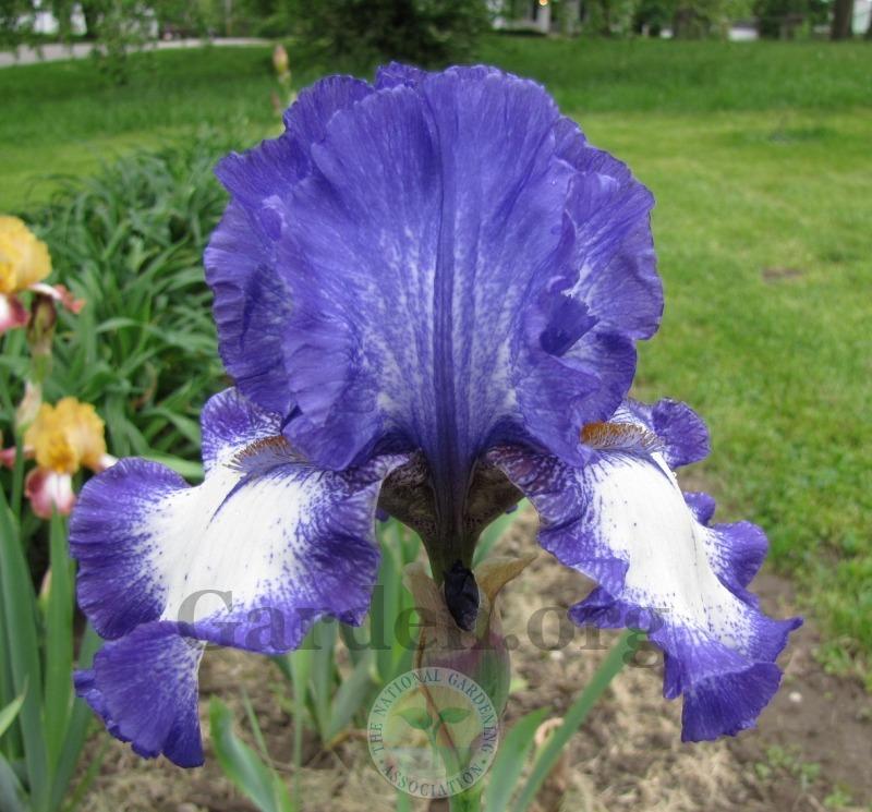 Tall Bearded Iris (Iris 'Fiber Optic Beard') in the Irises Database ...