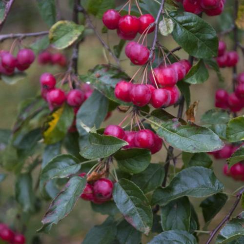 Cardinal Crabapple Fall