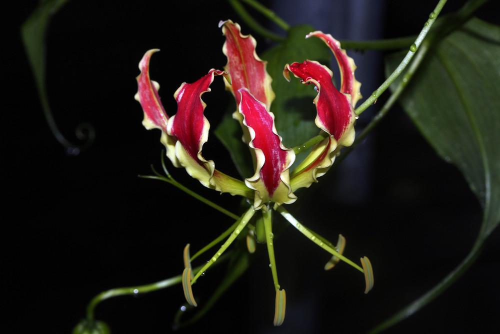 Glorious pic in The 2017 National Gardening Association Photo Contest ...