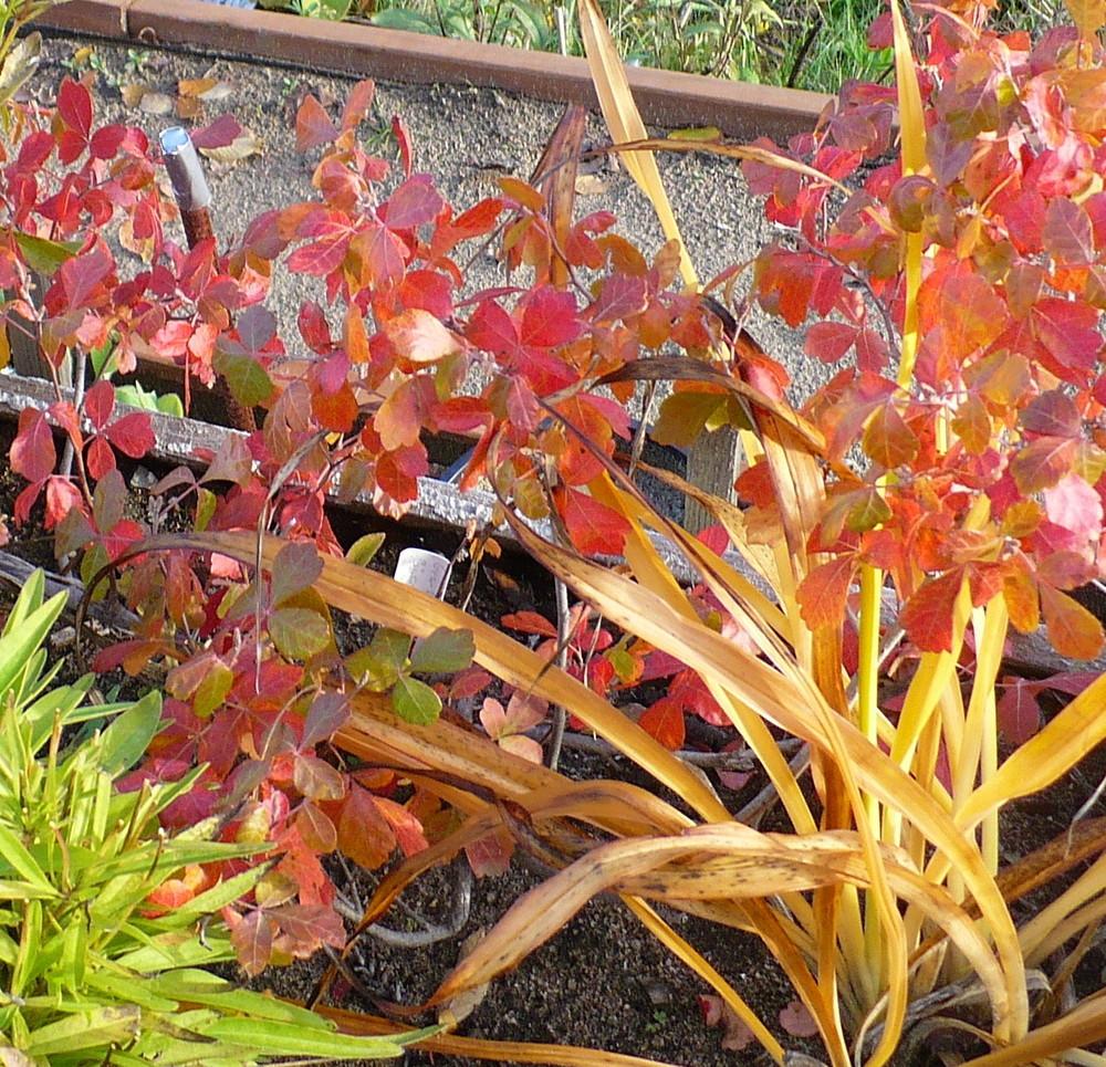 Fragrant Sumac (Rhus aromatica 'Gro-Low') - Garden.org