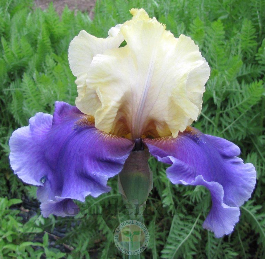 Photo of the bloom of Tall Bearded Iris (Iris 'Hey Yo Silver Edge ...