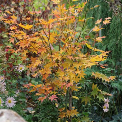 Japanese Maple (Acer palmatum var. amoenum 'Hogyoku') - Garden.org