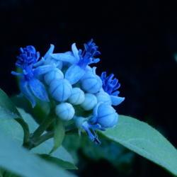 Blue Evergreen Hydrangea (Hydrangea febrifuga) in the Hydrangeas ...