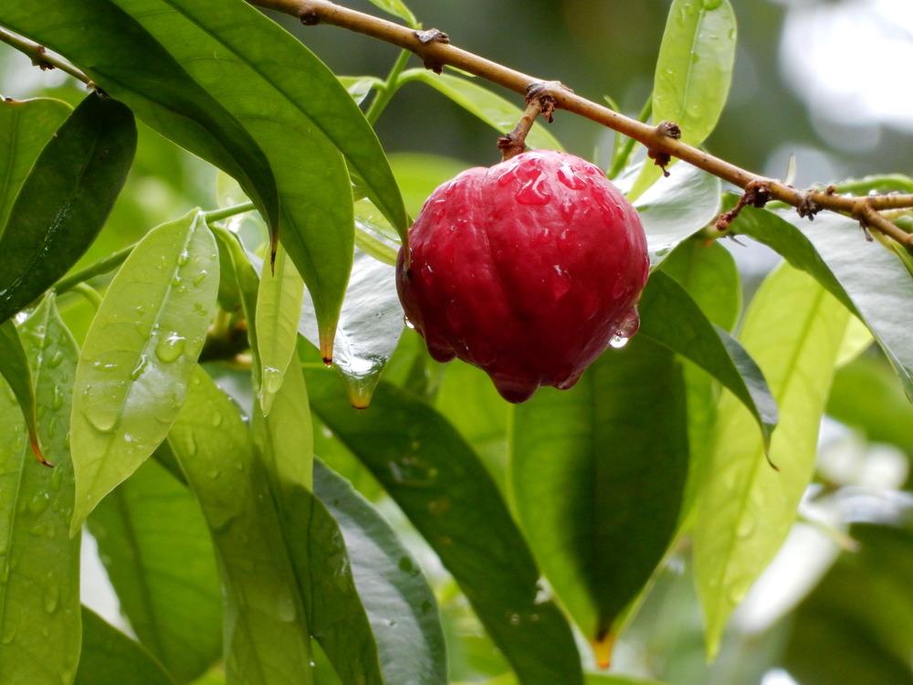 Phaleria macrocarpa - Garden.org