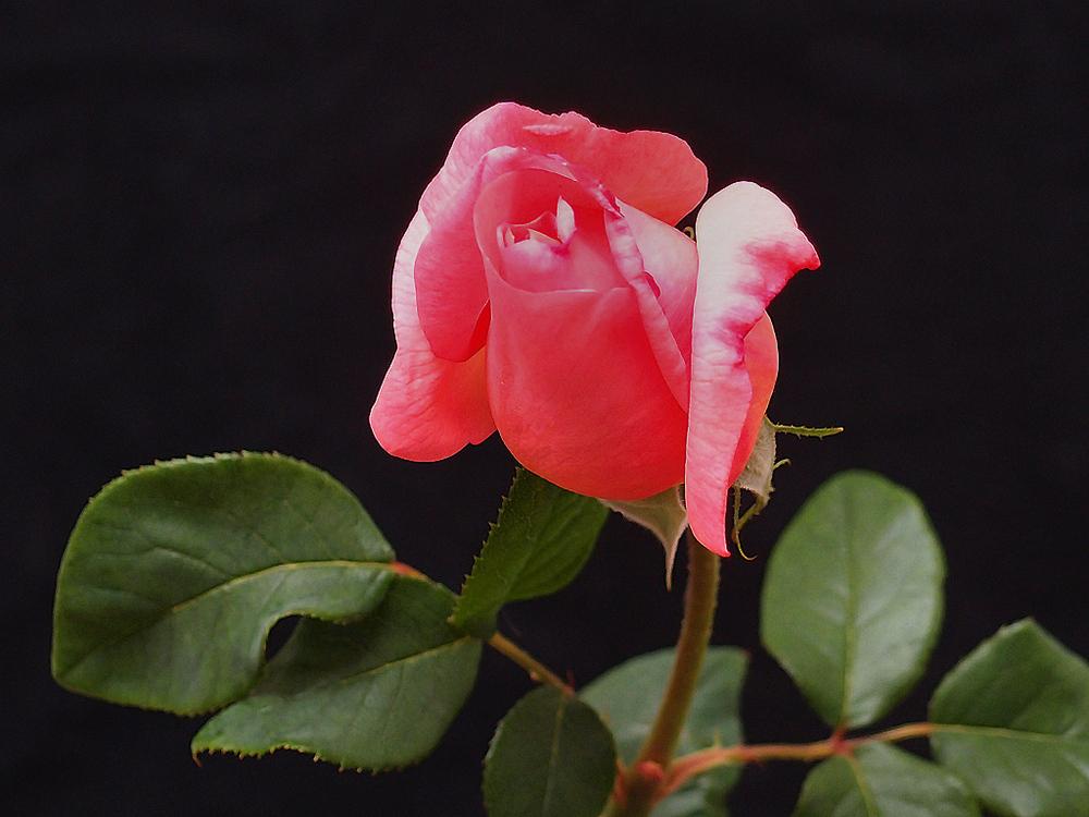 Photo of the bloom of Rose (Rosa 'Lovely Lady') posted by BarbandDave ...