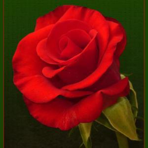 Rose (Rosa 'Kardinal') in the Roses Database - Garden.org