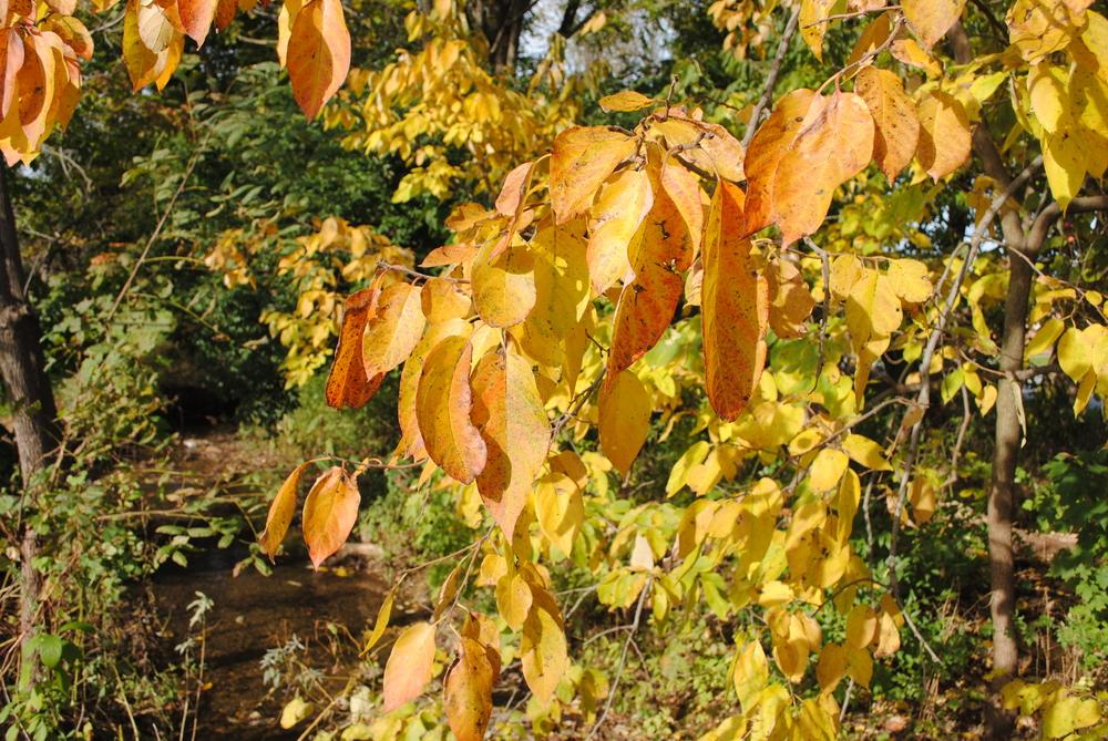 Photo of the fall color of American Persimmon (Diospyros virginiana ...