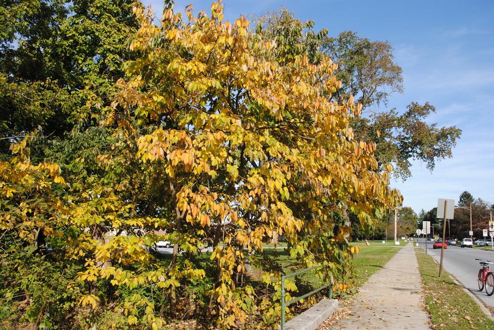 Photo of the fall color of American Persimmon (Diospyros virginiana ...