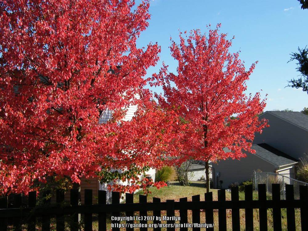 Red Maple (Acer rubrum Red Sunset®) - Garden.org