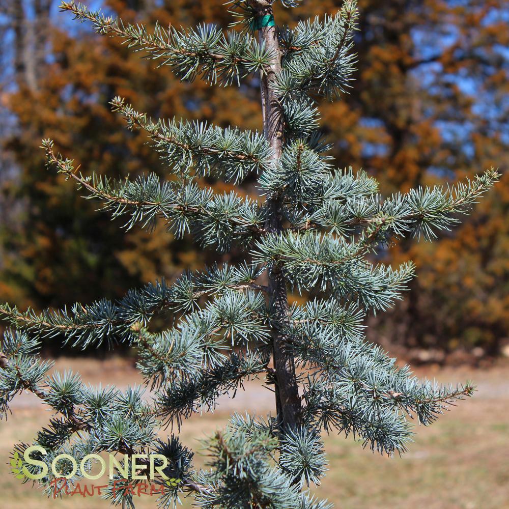 Photo of the stem, scape, stalk or bark of Blue Atlas Cedar (Cedrus ...