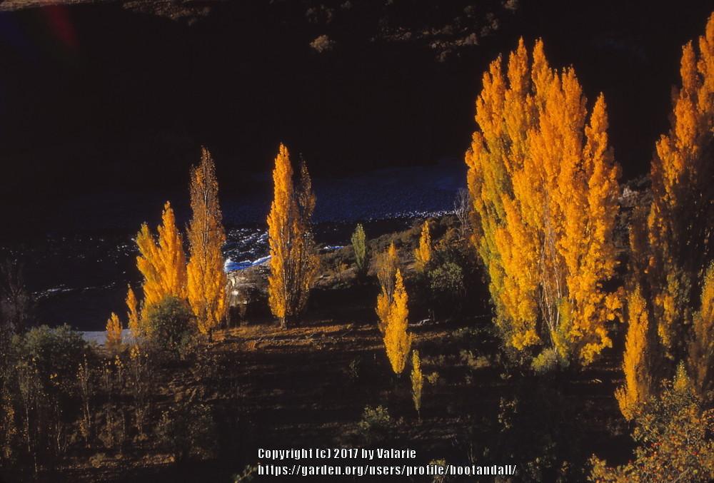 Lombardy Poplar (Populus nigra var. italica) - Garden.org