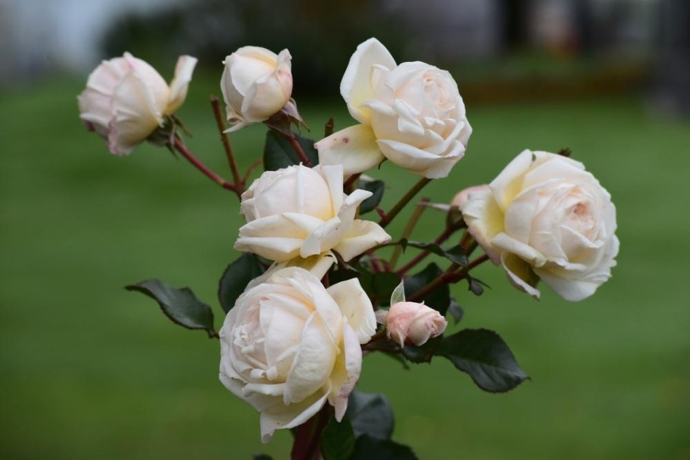 Rose (Rosa 'Artemis') in the Roses Database - Garden.org