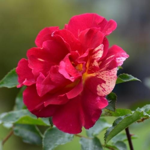 Rose (Rosa 'Edgar Degas') in the Roses Database - Garden.org