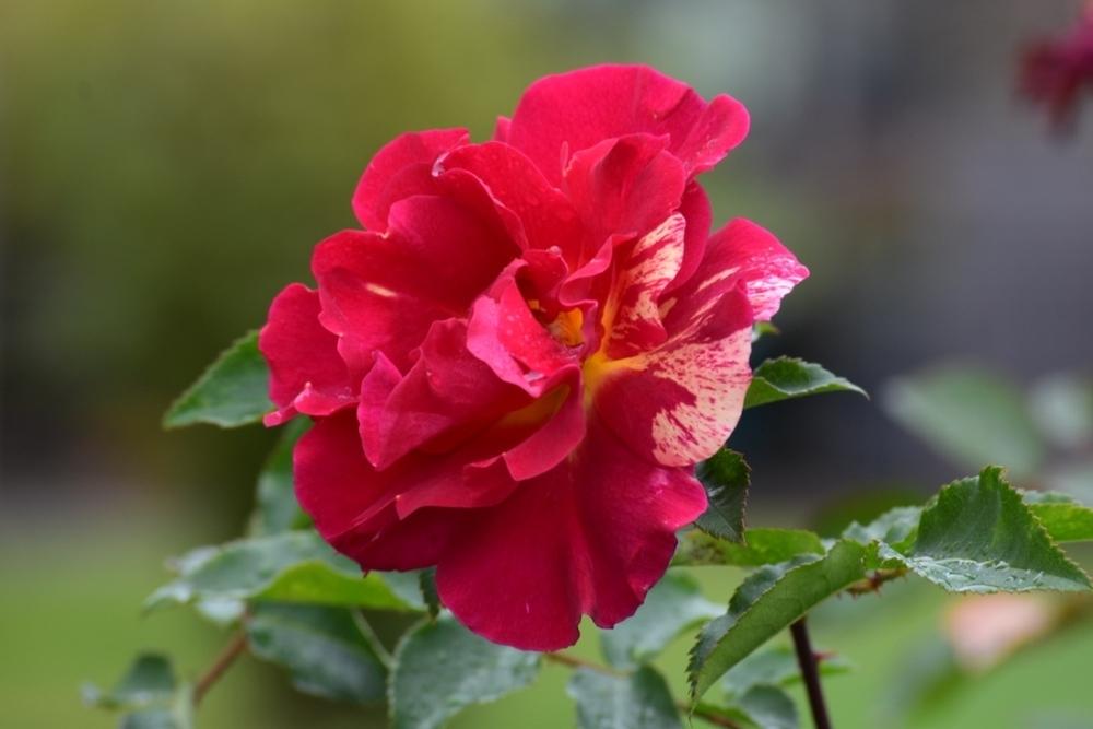 Rose (Rosa 'Edgar Degas') in the Roses Database - Garden.org